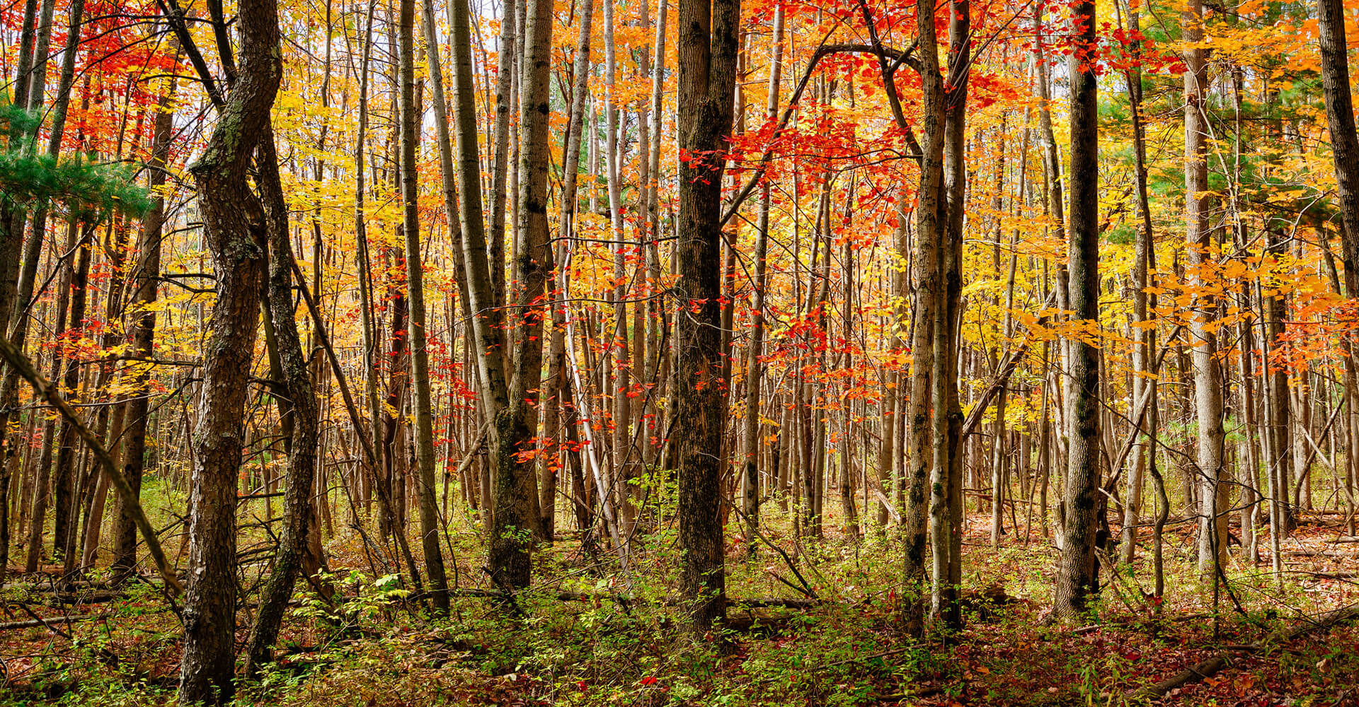 Corning's Secret Spot for Fall Foliage - Explore Steuben