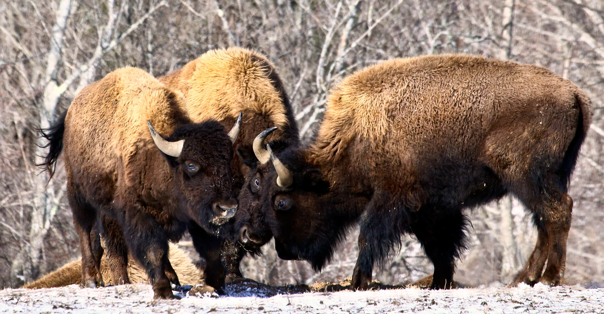 Discover Bison in the Finger Lakes - Explore Steuben