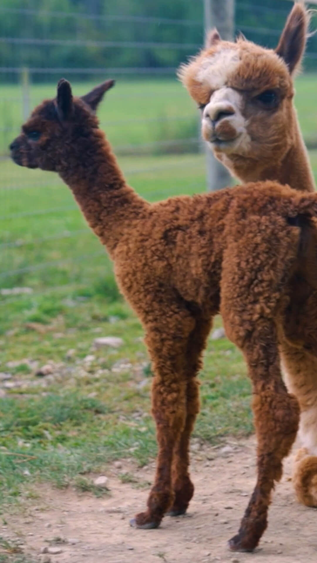 Farm Life: Connecting with Animals and Nature - Explore Steuben
