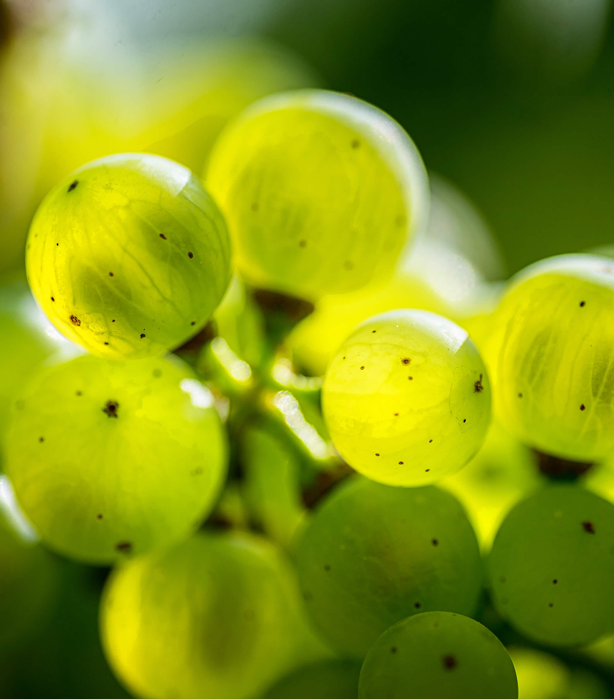 Finger Lakes Wine: Taste the Local Flavors Today - Explore Steuben